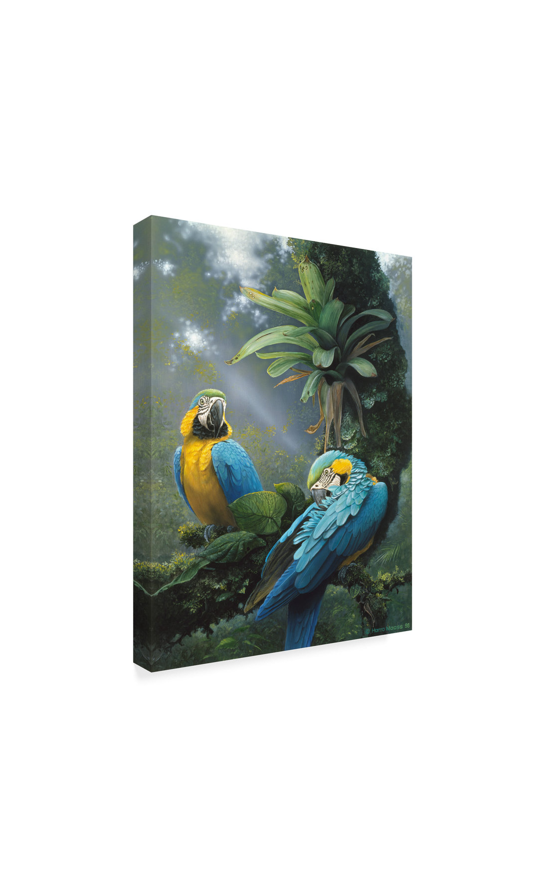Harro Maass 'Blue And Yellow Macaws' Canvas Art, 19"x14" - Tropical - Prints And Posters - by ...