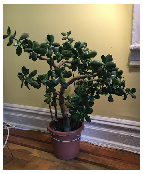 What to do with this Jade Plant?