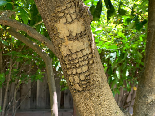 Orange tree bark issue.