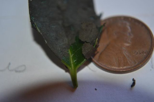 Holly Attacked By Scale?