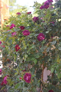 Night owl climbing rose