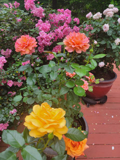 What To Do When Roses Gradually Decline?