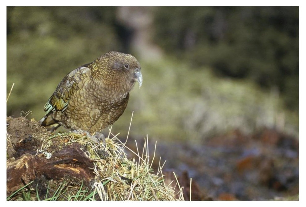 Kea Portrait, Arthur'S Pass National Park, New Zealand-Paper Art, 12 ...