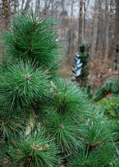 Great Design Plant: Pinus Thunbergii ‘Thunderhead’
