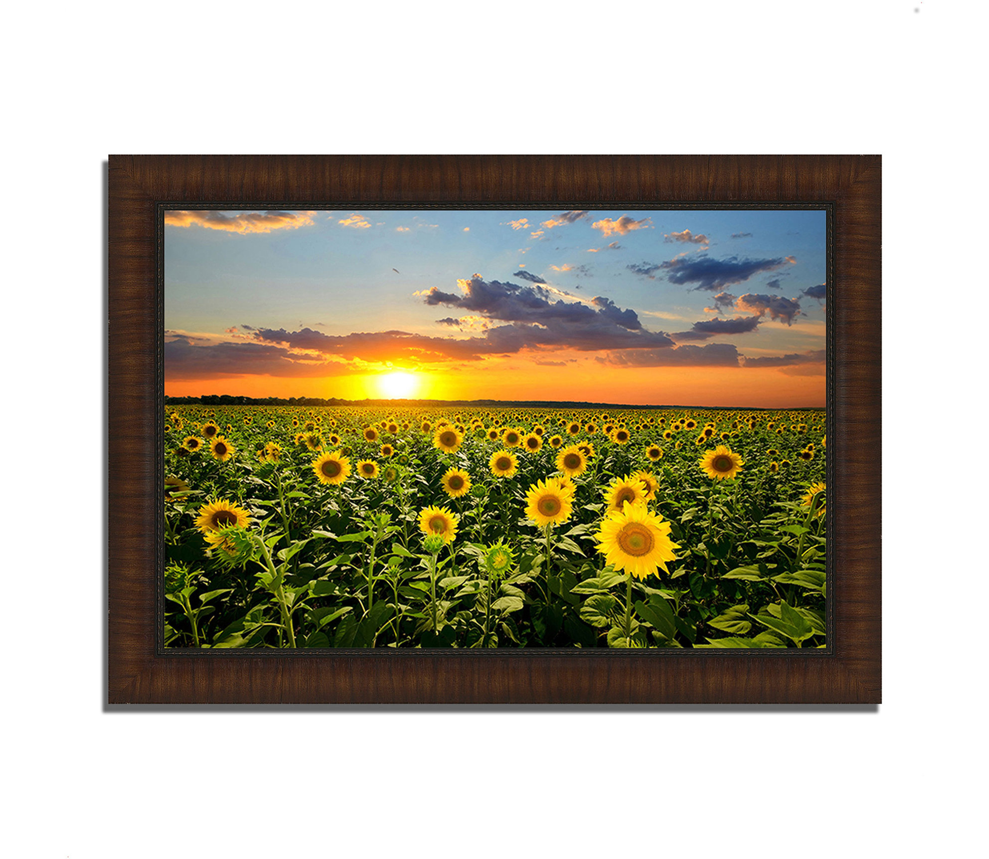 "Sunflower Sunset", Framed Photograph Print, Ready To Hang ...