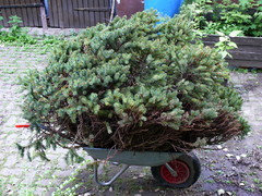 Emergency Conifer grafting right now?