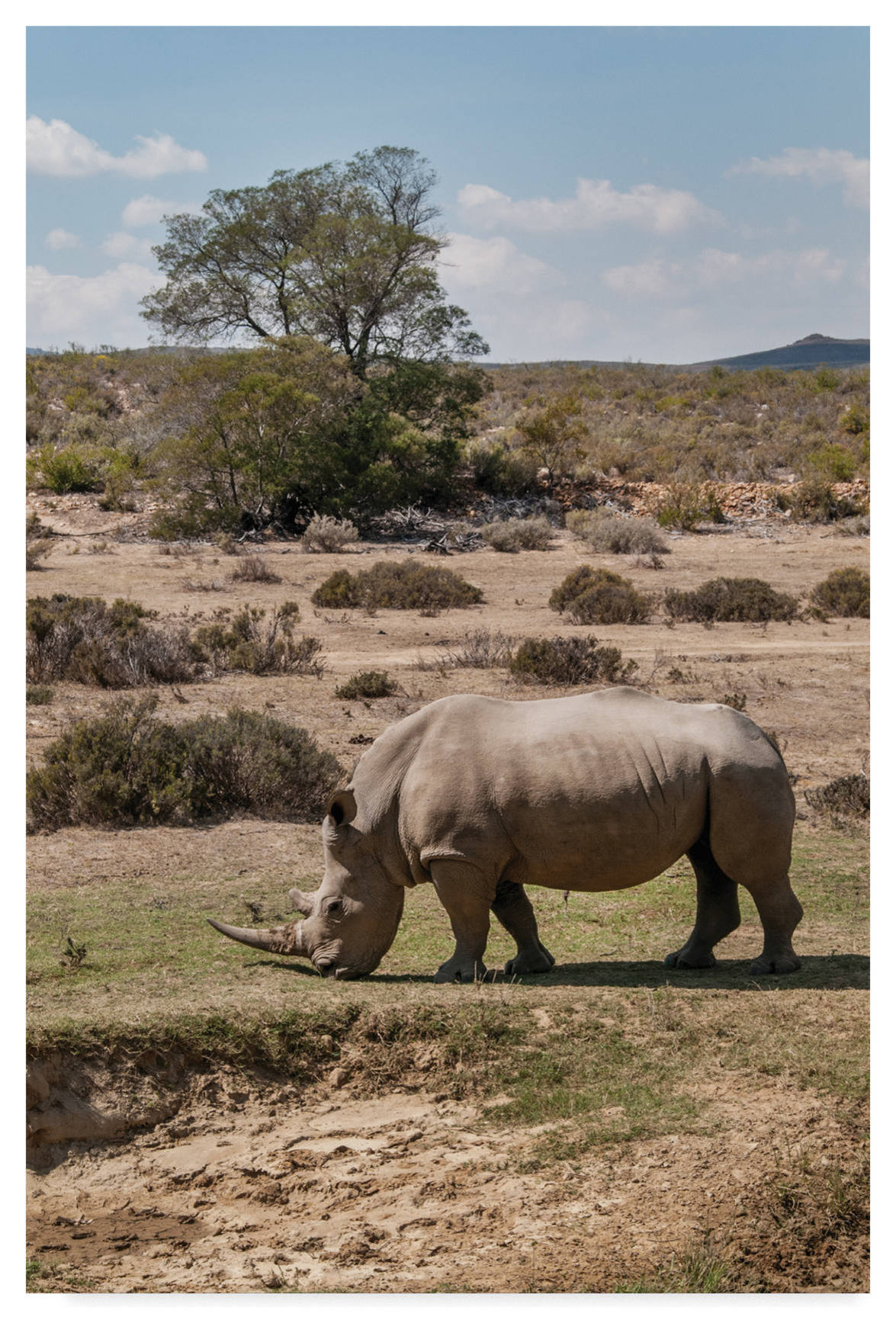 "Rhino On The Range" by Thom Sivo, Canvas Art, 30"x47" - Contemporary ...