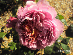 'Wildberry' from Tantau Roses...