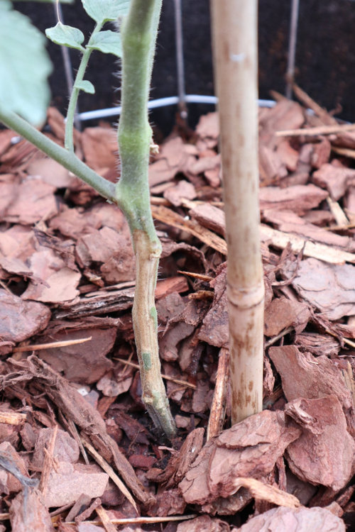 What's 'eating' my tomato stem?? (Photos)