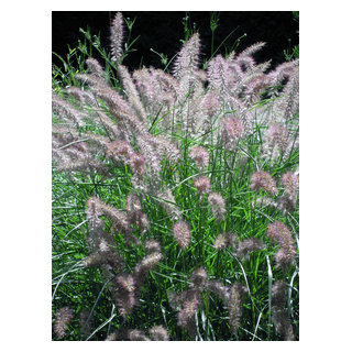 'Karley Rose' fountain grass (Pennisetum orientale 'Karley Rose ...