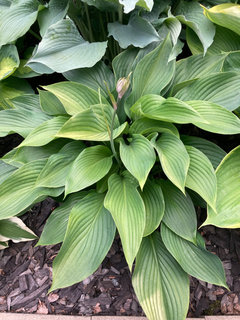 Hosta K 2023 .................................