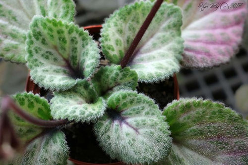 Primulina 'Loki' | Houzz Forum