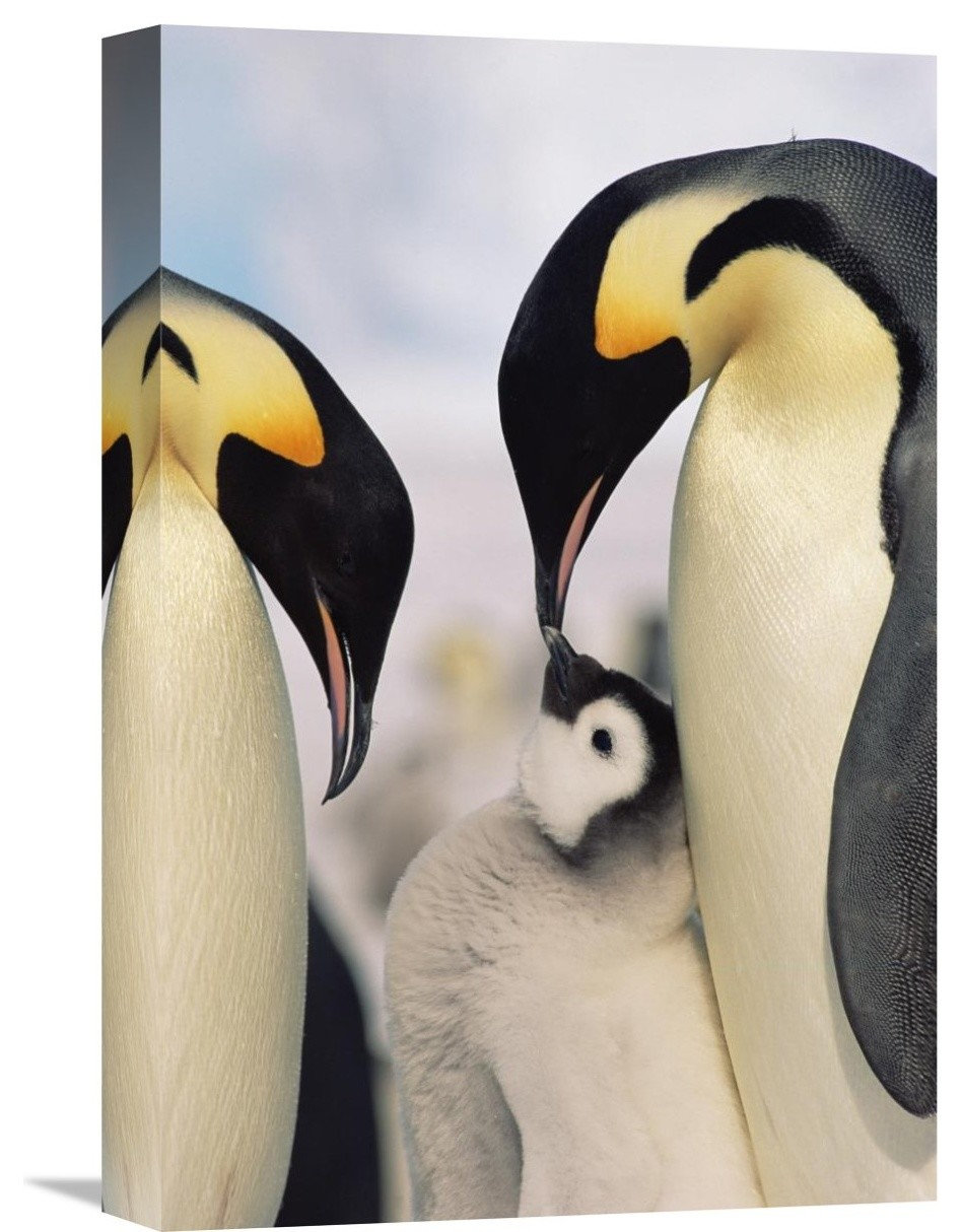"Emperor Penguin Parents With Chick, Antarctica" Artwork, 12" x 18 ...