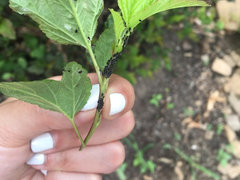 !Ninebark getting white mold? And black bugs? Help! I'm a new Gardner ...