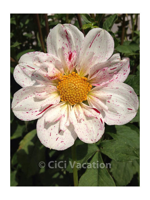 Open-Centered Dahlia Images