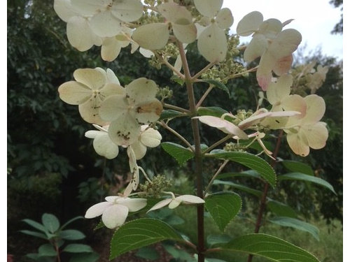Are hydrangeas grafted??