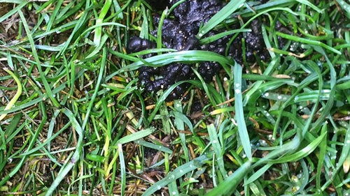 Black pile like poo on new turf