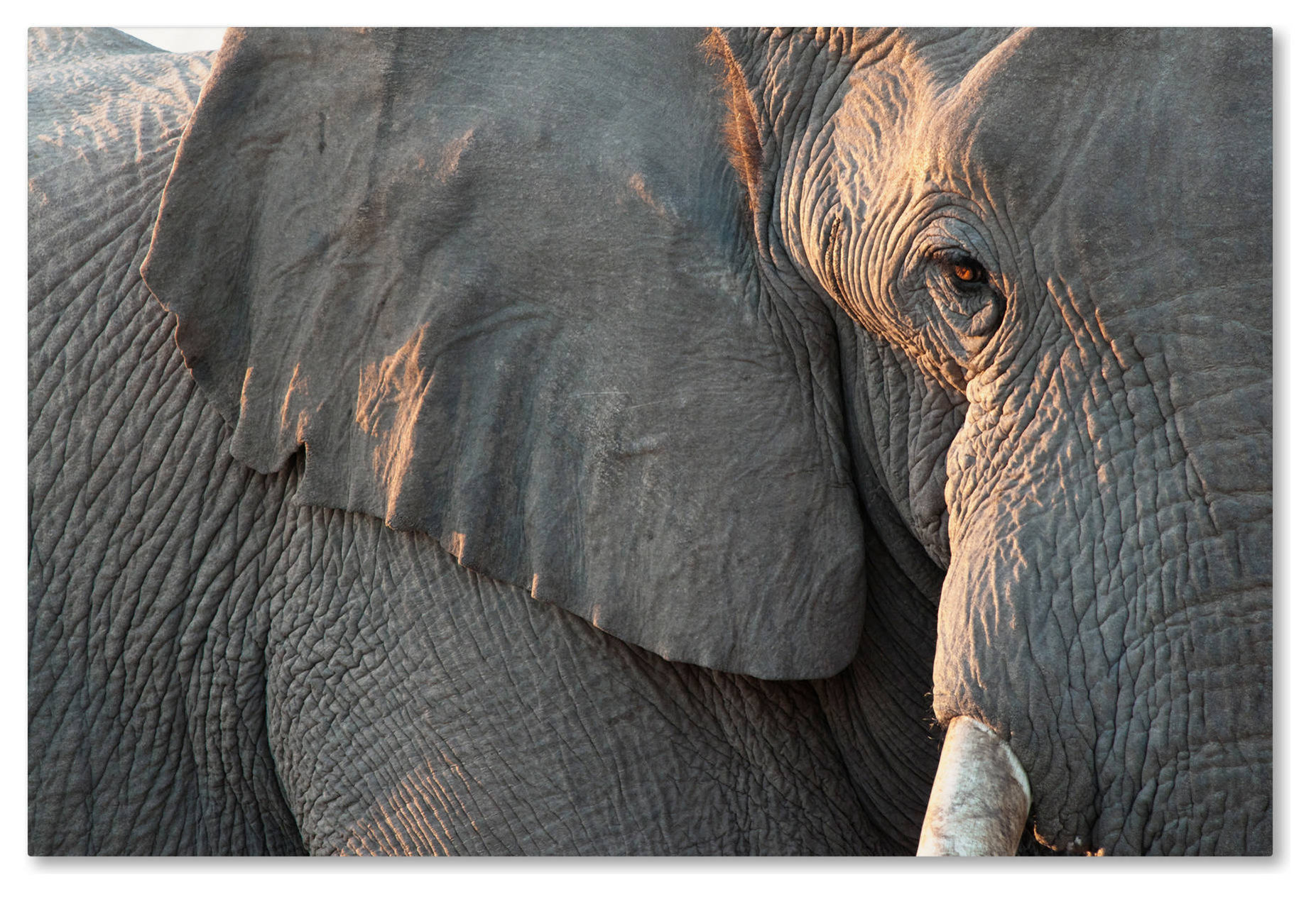"Elephants 9" by Robert Harding Picture Library, Canvas Art, 16"x24 ...