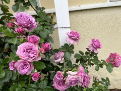 Please show me your Quicksilver Arborose.