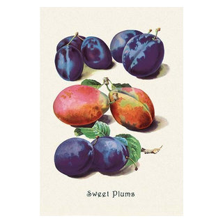 Sweet Plums, 20" x 30" - Prints And Posters - by Buyenlarge Inc. | Houzz