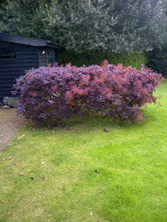 pruning smoke bush into smoke tree