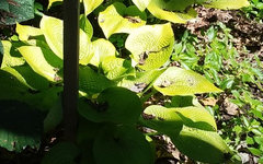 Trip to Fox Hosta Farm | Houzz Forum
