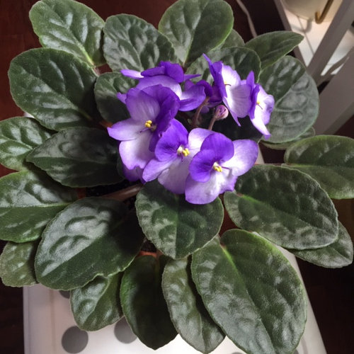 Sharing my two Violets