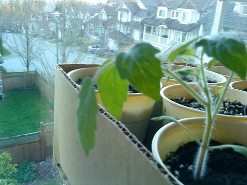 Droopy Seedlings Help Please? (Photos)