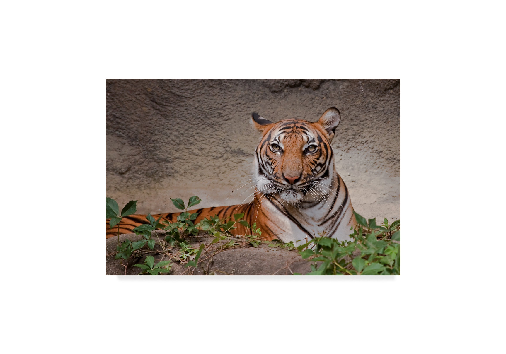 Galloimages Online 'Malayan Tigress' Canvas Art, 24"x16" - Contemporary ...
