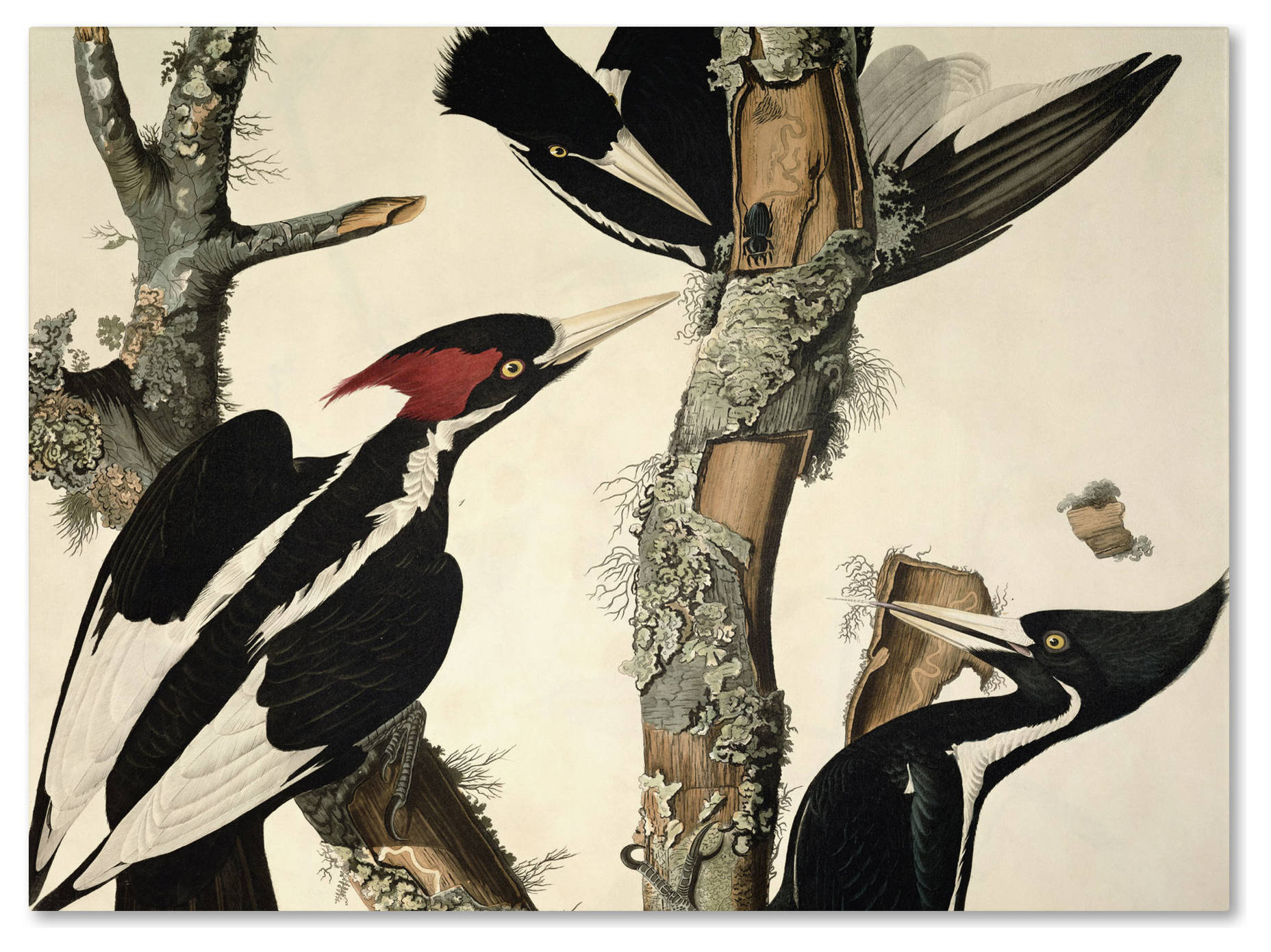 'Ivory-Billed Woodpecker' Canvas Art by John James Audubon, 35" x 47 ...