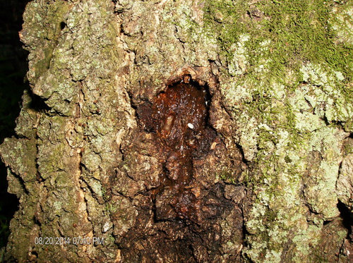 canker (or something) on Maple and 2 Oaks