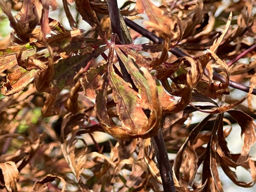 Japanese Maple, leaf scorch?