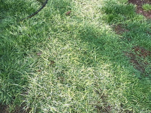 Light colored grass everywhere