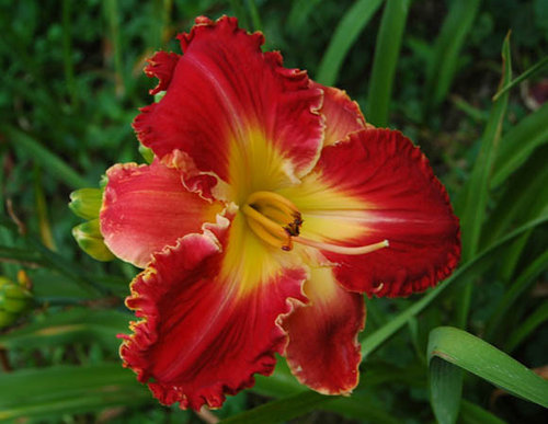 Best Red Daylilies of 2021