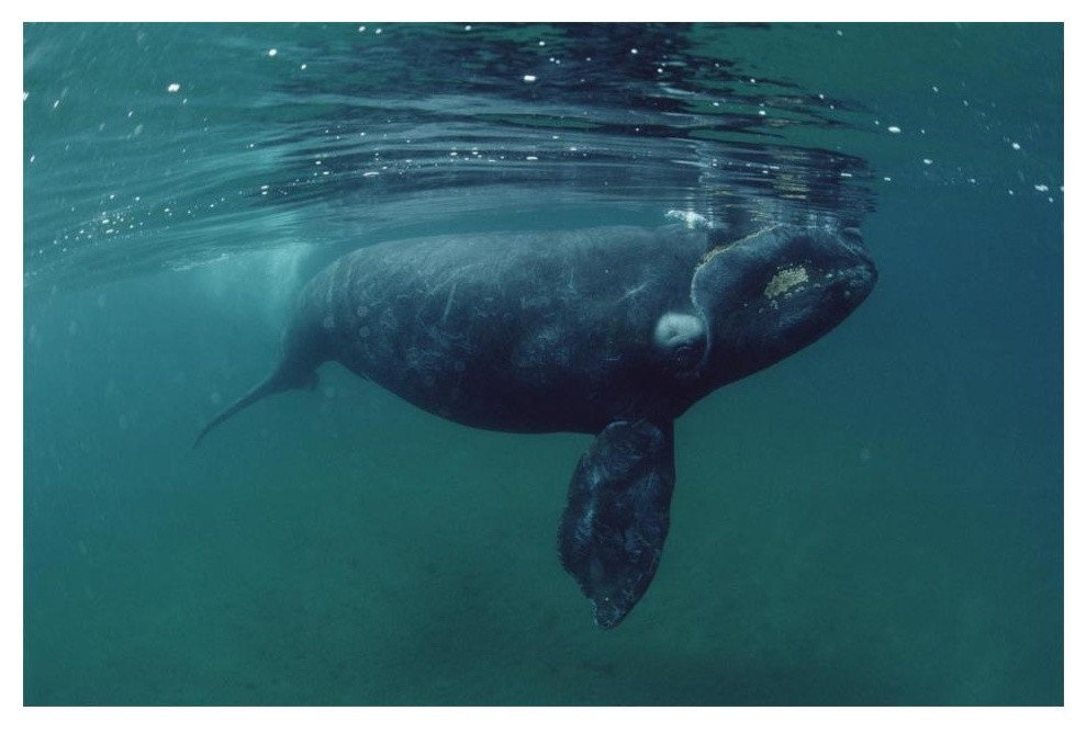 Southern Right Whale Juvenile, Underwater, Peninsula Valdez, Argentina ...