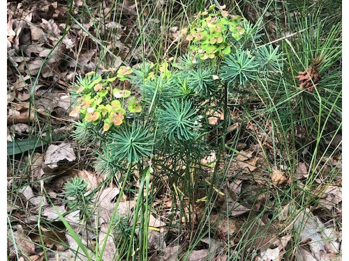 Volunteer - pine tree-like with flowers, not equisetum (I think)
