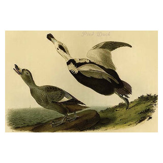 Pied Duck, 20" x 30" - Traditional - Prints And Posters - by Buyenlarge ...