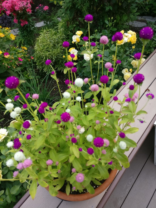 Gomphrena in a pot: | Houzz Forum