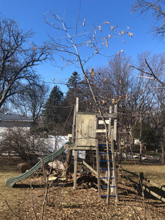 Hickory Tree not straight