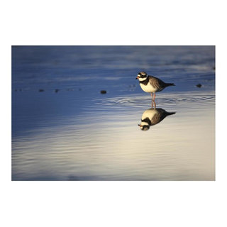 "Common Ringed Plover, West Fjords, Iceland" Paper Print by Cyril Ruoso ...