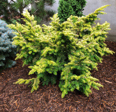 Dwarf, upright Tsuga canadensis cvs