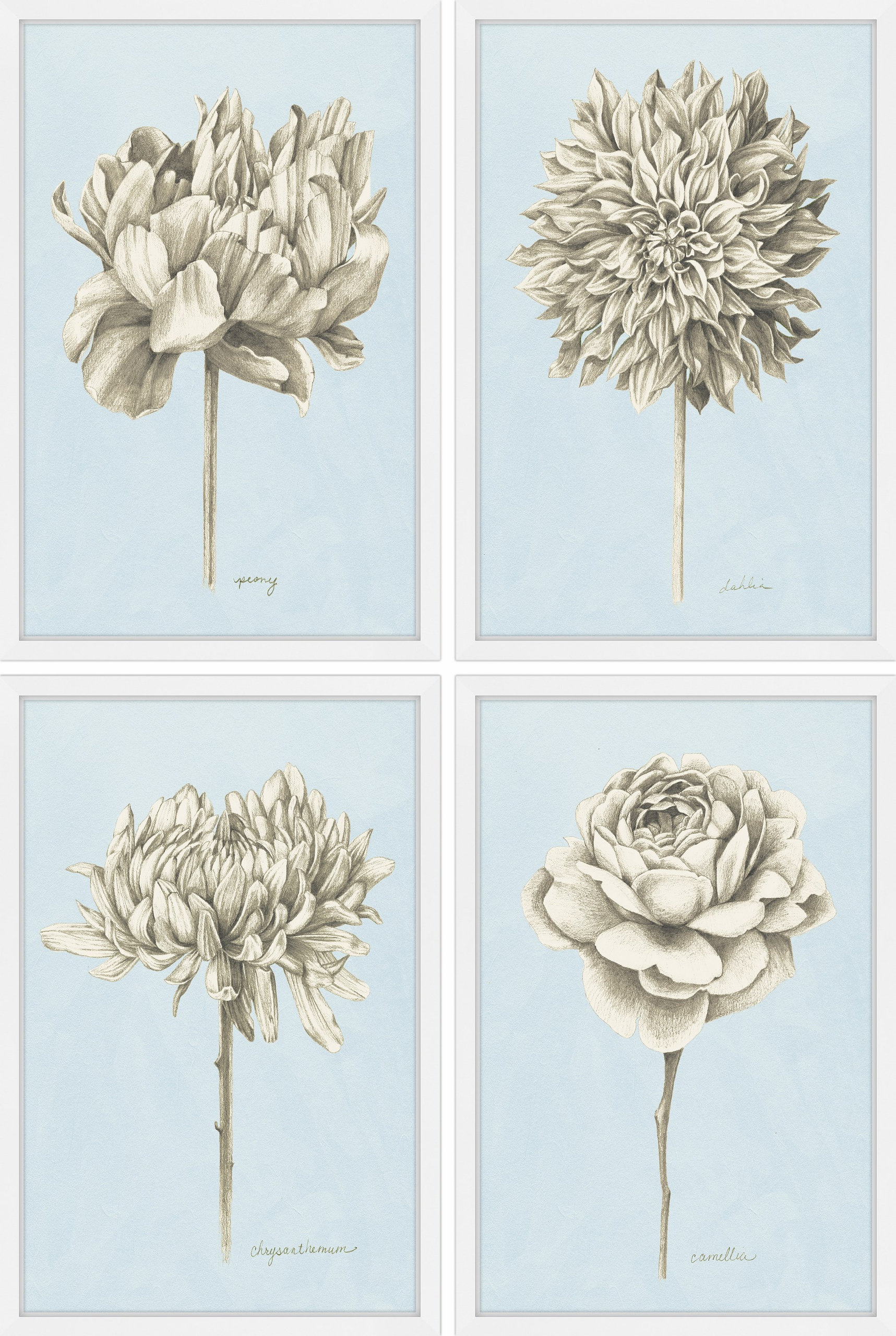 White Blooms Quadriptych, 32x48 - Contemporary - Prints And Posters ...
