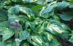 Trip to Fox Hosta Farm