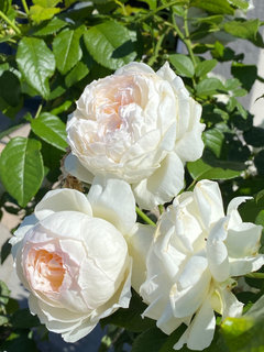 Does my perfect rose exist?