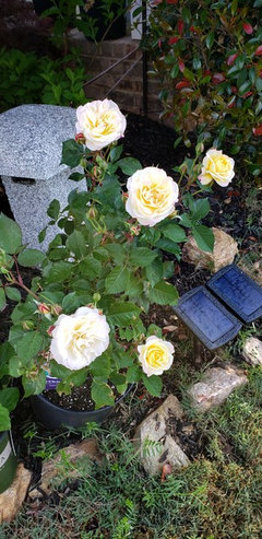 2019 USA New Rose Introductions | Houzz Forum