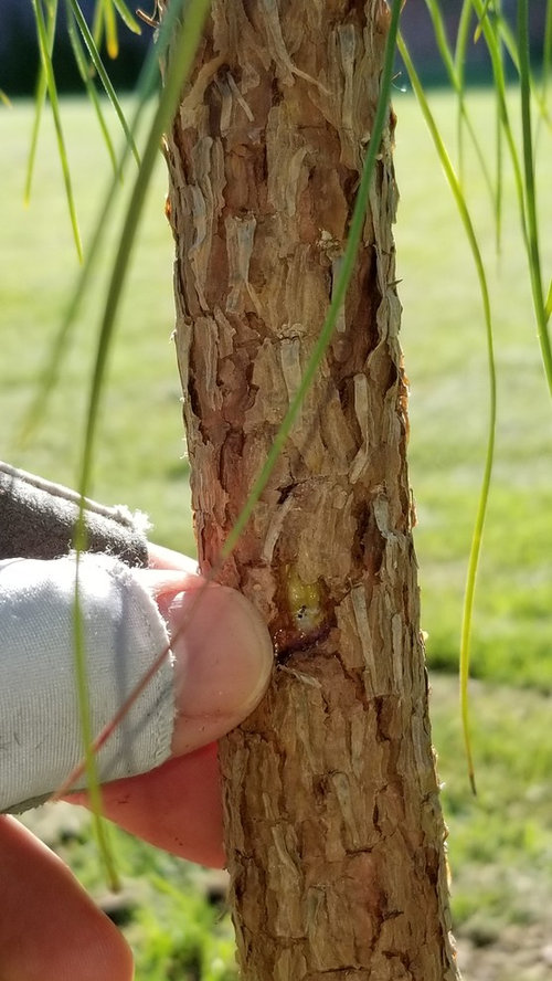 Young pine tree damage