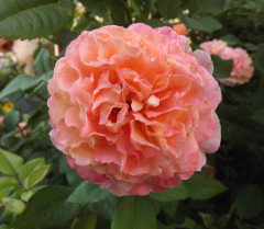 Your favorite Copper Colored Roses for Cutting