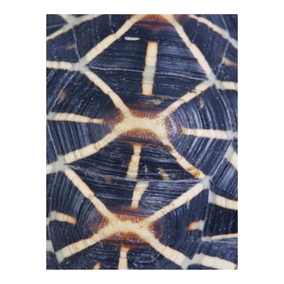 "Carapaced Motif I" Fine Art Piece, 30"x40" - Contemporary - Paintings ...