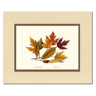 Vintage Botanical Tree Leaf Art : Tree : Chestnut and White Maple, 11x14 Print - Traditional ...