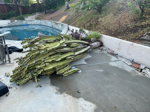 Our giant cactus just fell over